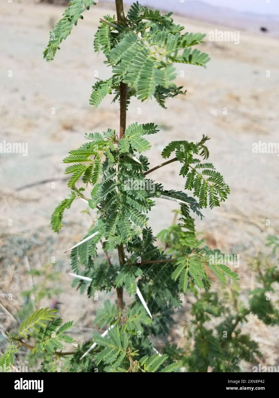 Sweet acacia (Vachellia farnesiana) Plantae Stock Photo - Alamy