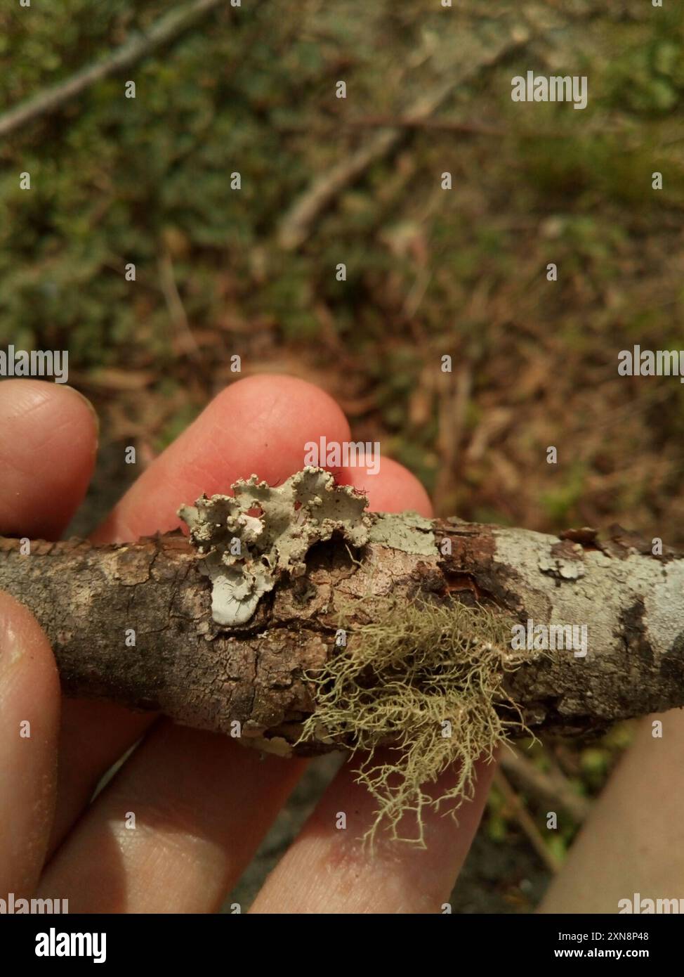 powdered ruffle lichen (Parmotrema hypotropum) Fungi Stock Photo - Alamy