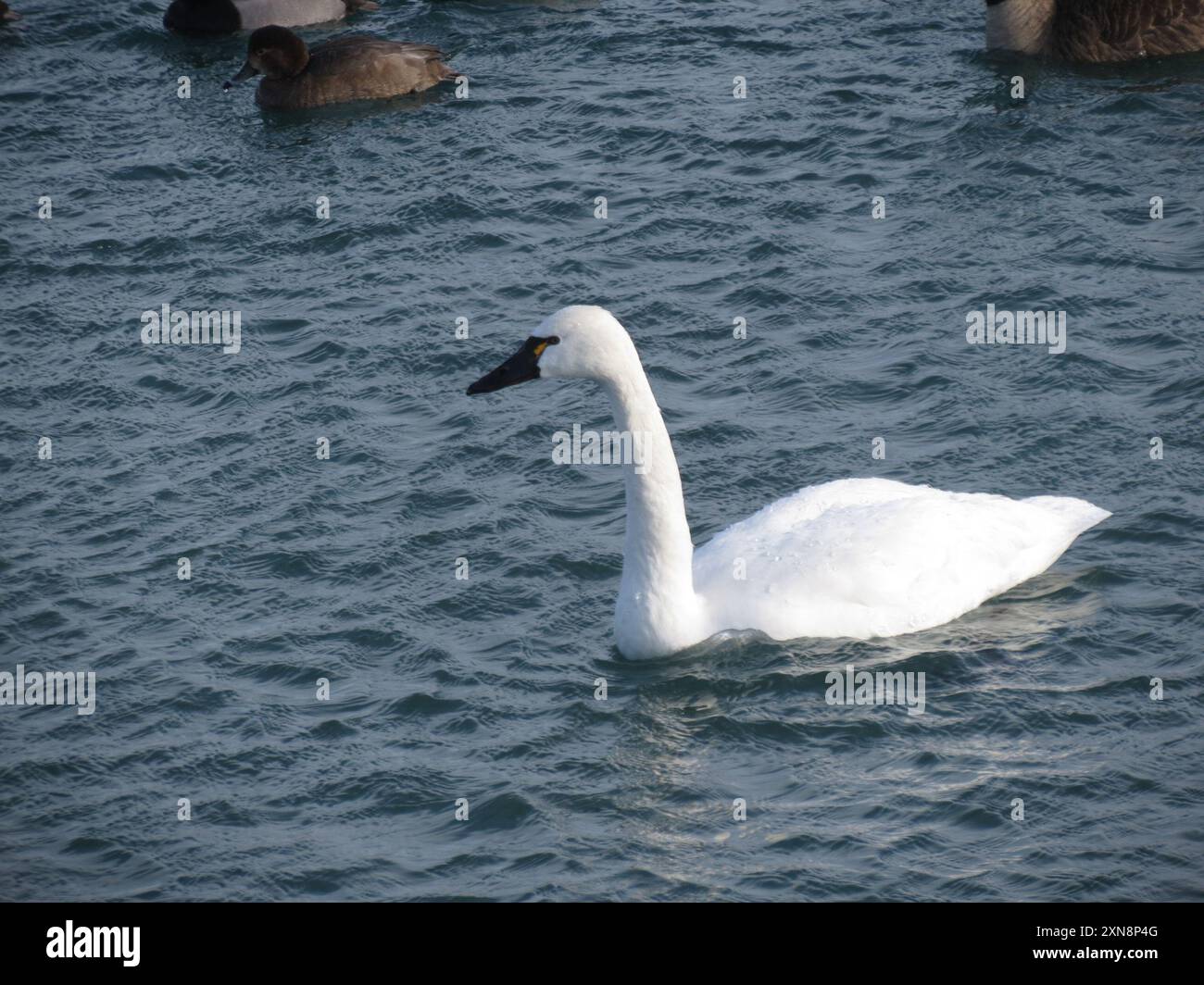 Tundra Swan (Cygnus columbianus) Aves Stock Photo - Alamy