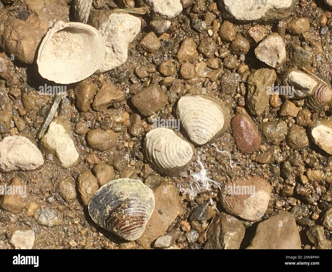 Asian Clam (Corbicula fluminea) Mollusca Stock Photo - Alamy