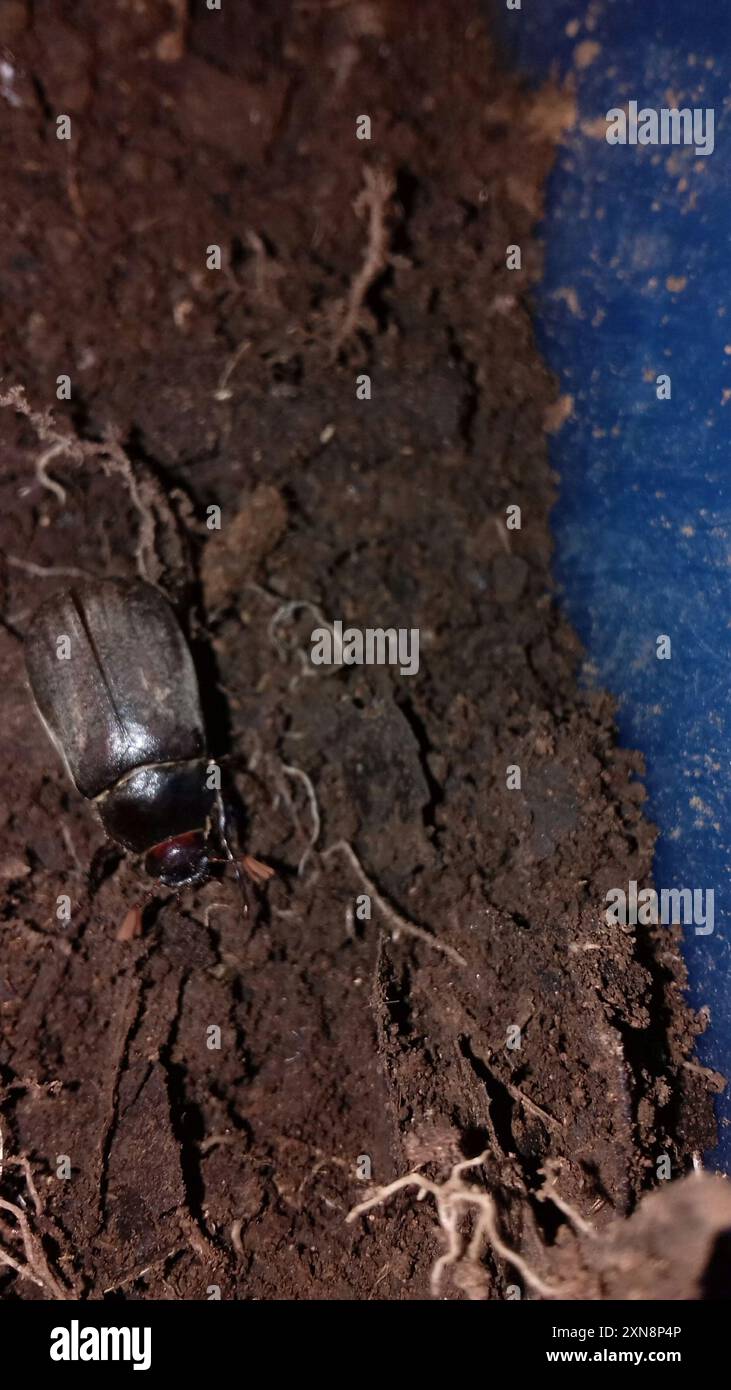 May Beetles (Phyllophaga) Insecta Stock Photo - Alamy