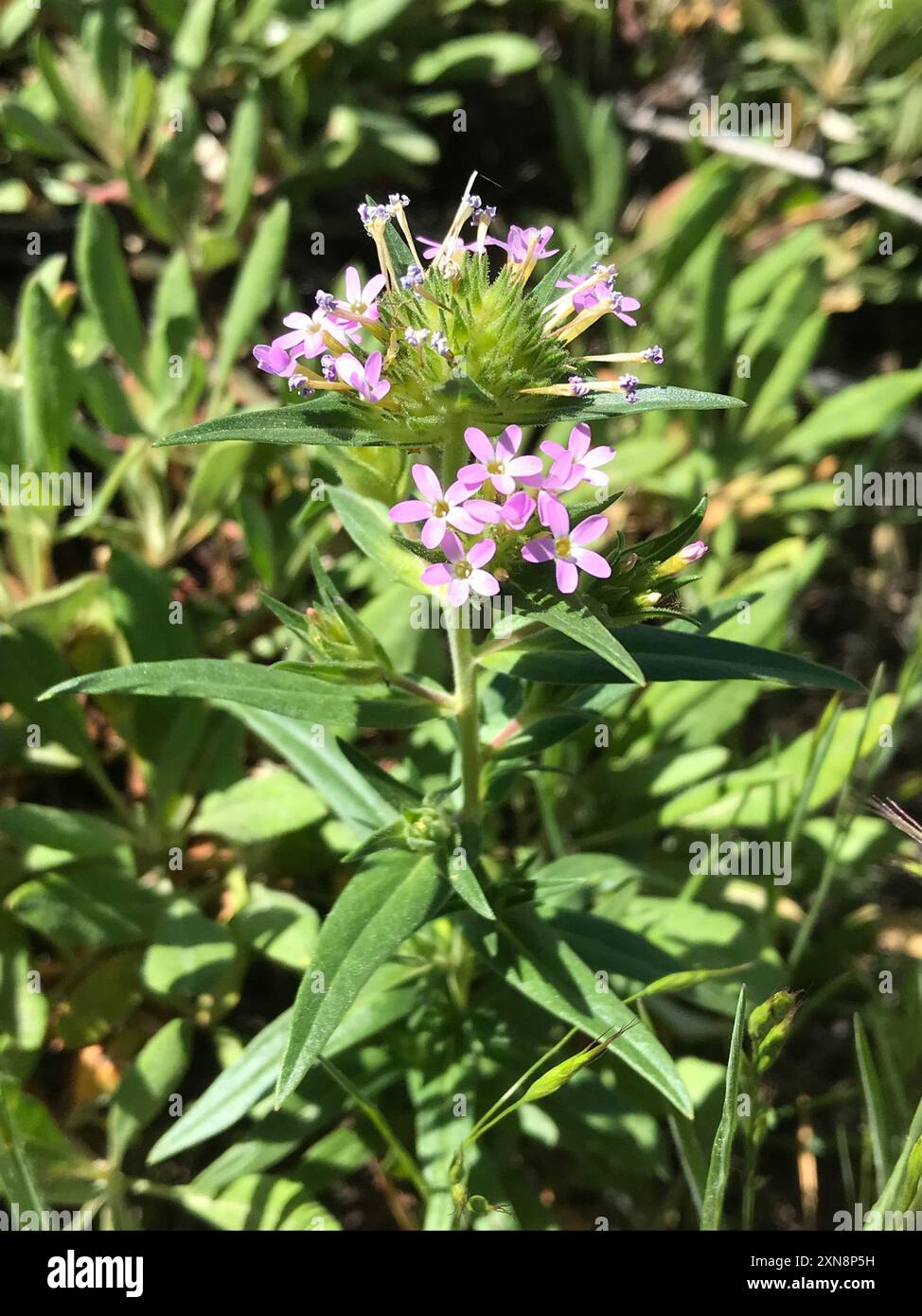 narrow-leaf mountain trumpet (Collomia linearis) Plantae Stock Photo ...