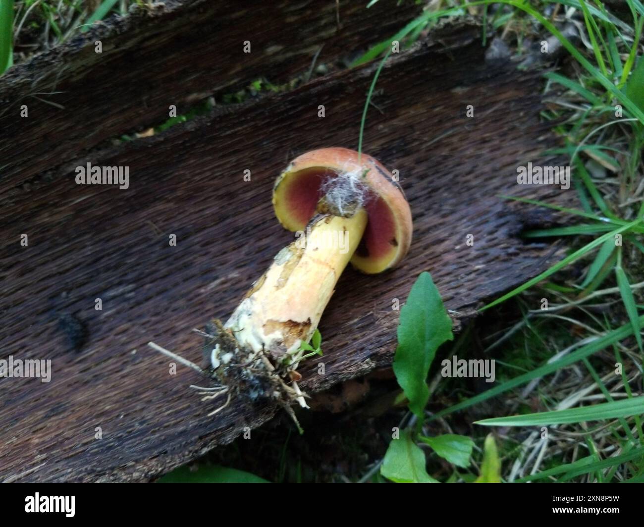 Boletus subvelutipes hi-res stock photography and images - Alamy