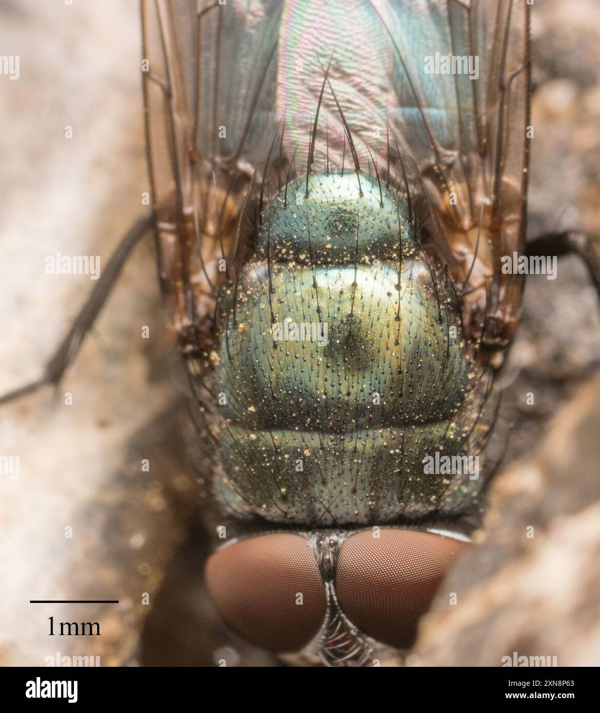 Black Blow Fly (Phormia regina) Insecta Stock Photo - Alamy