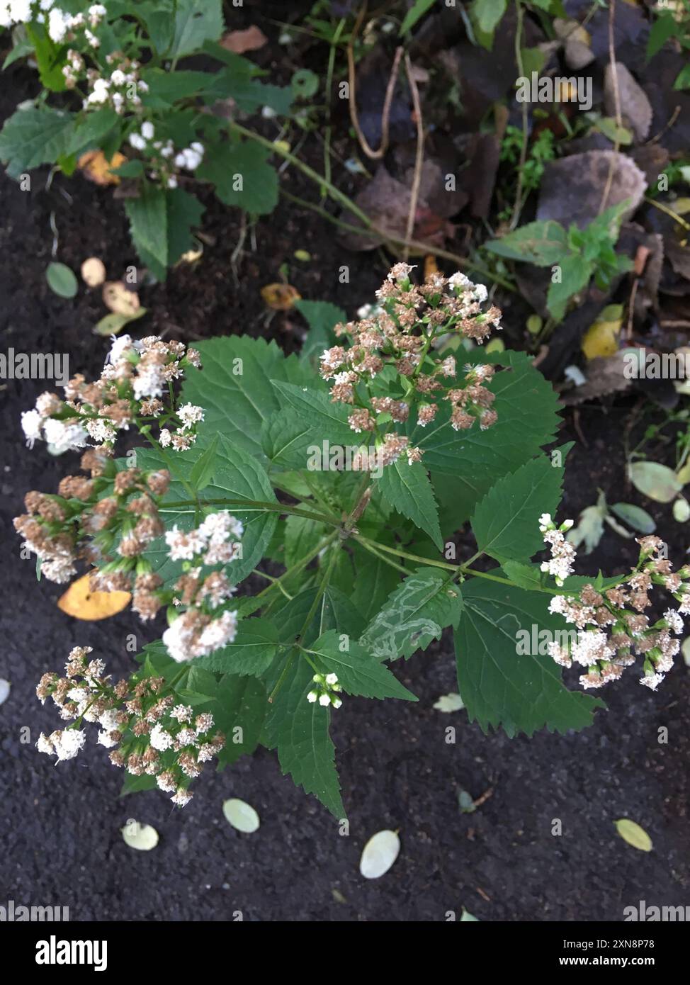 white snakeroot (Ageratina altissima) Plantae Stock Photo - Alamy