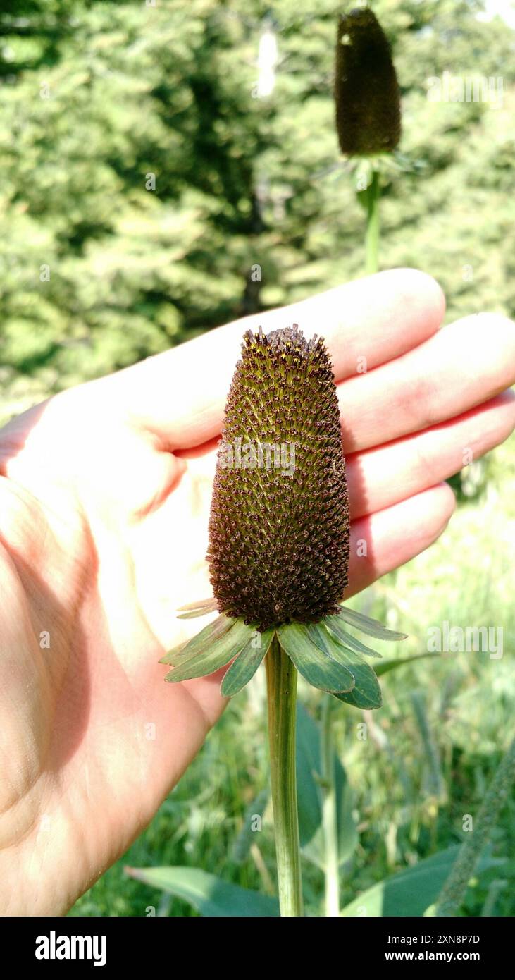 western cone-flower (Rudbeckia occidentalis) Plantae Stock Photo - Alamy