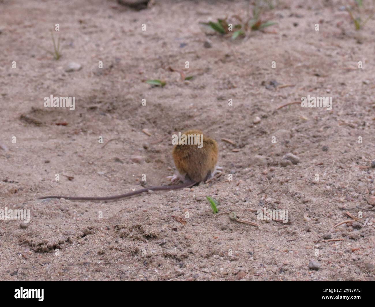 Meadow jumping mouse hi-res stock photography and images - Alamy