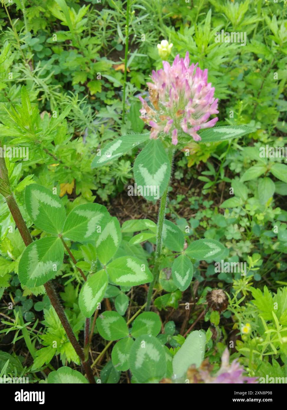 Red Clover (Trifolium pratense) Plantae Stock Photo - Alamy