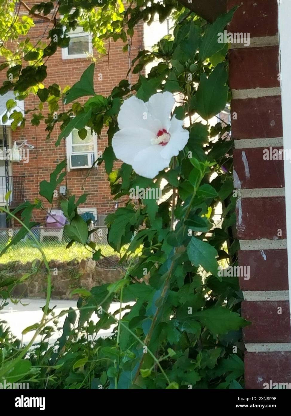 common hibiscus (Hibiscus syriacus) Plantae Stock Photo - Alamy