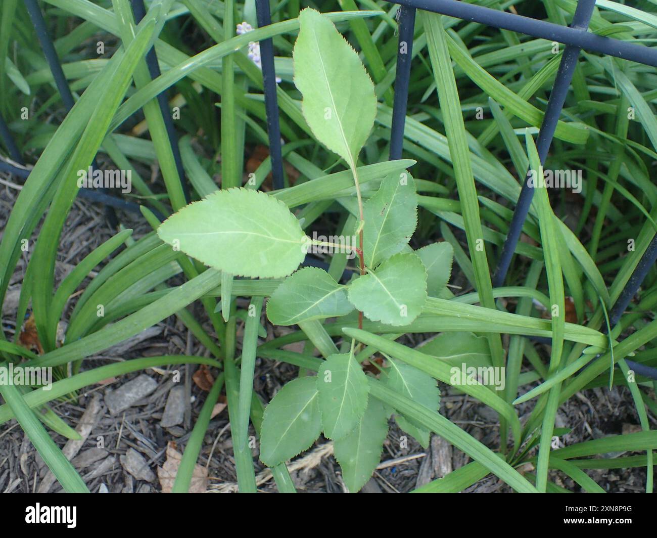 Callery pear (Pyrus calleryana) Plantae Stock Photo - Alamy