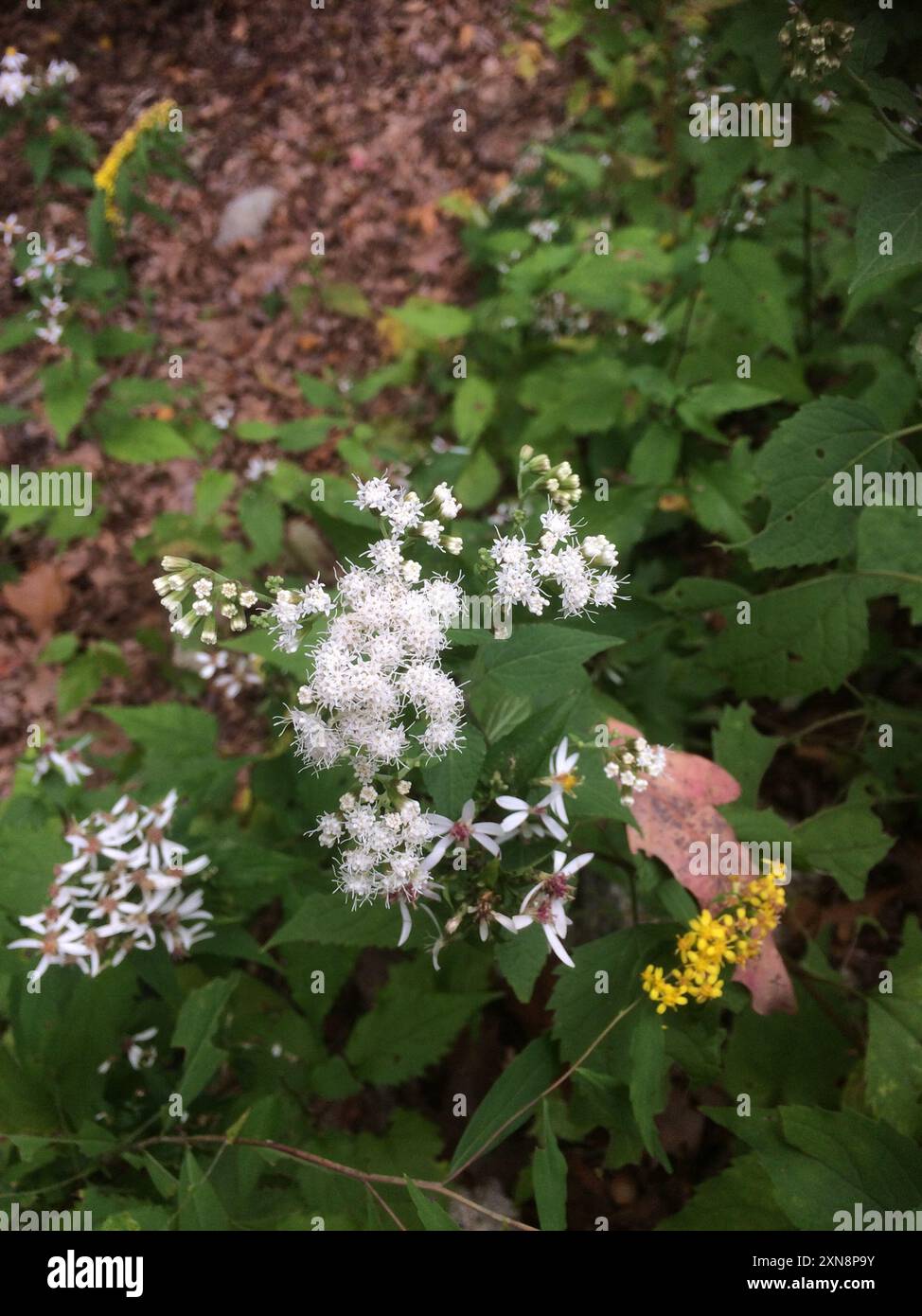 white snakeroot (Ageratina altissima) Plantae Stock Photo - Alamy