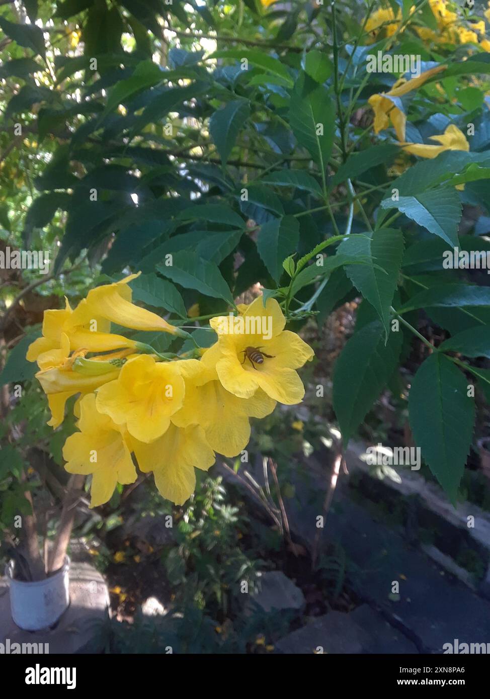 Cavity-nesting Honey Bees (Apis) Insecta Stock Photo - Alamy