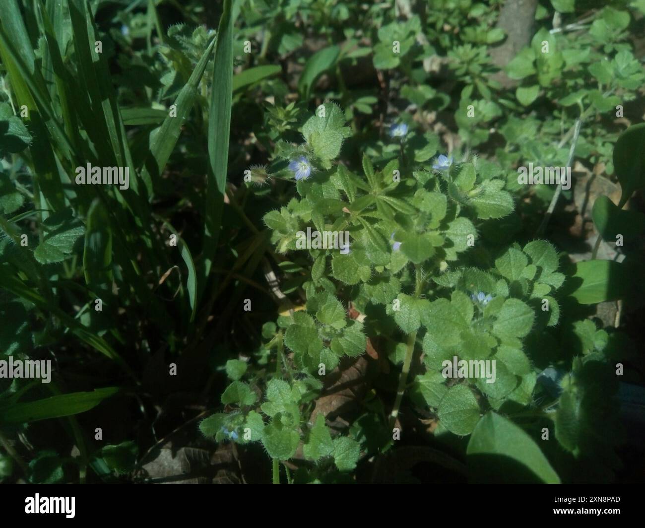 Ivy-leaved Speedwell (Veronica hederifolia) Plantae Stock Photo - Alamy
