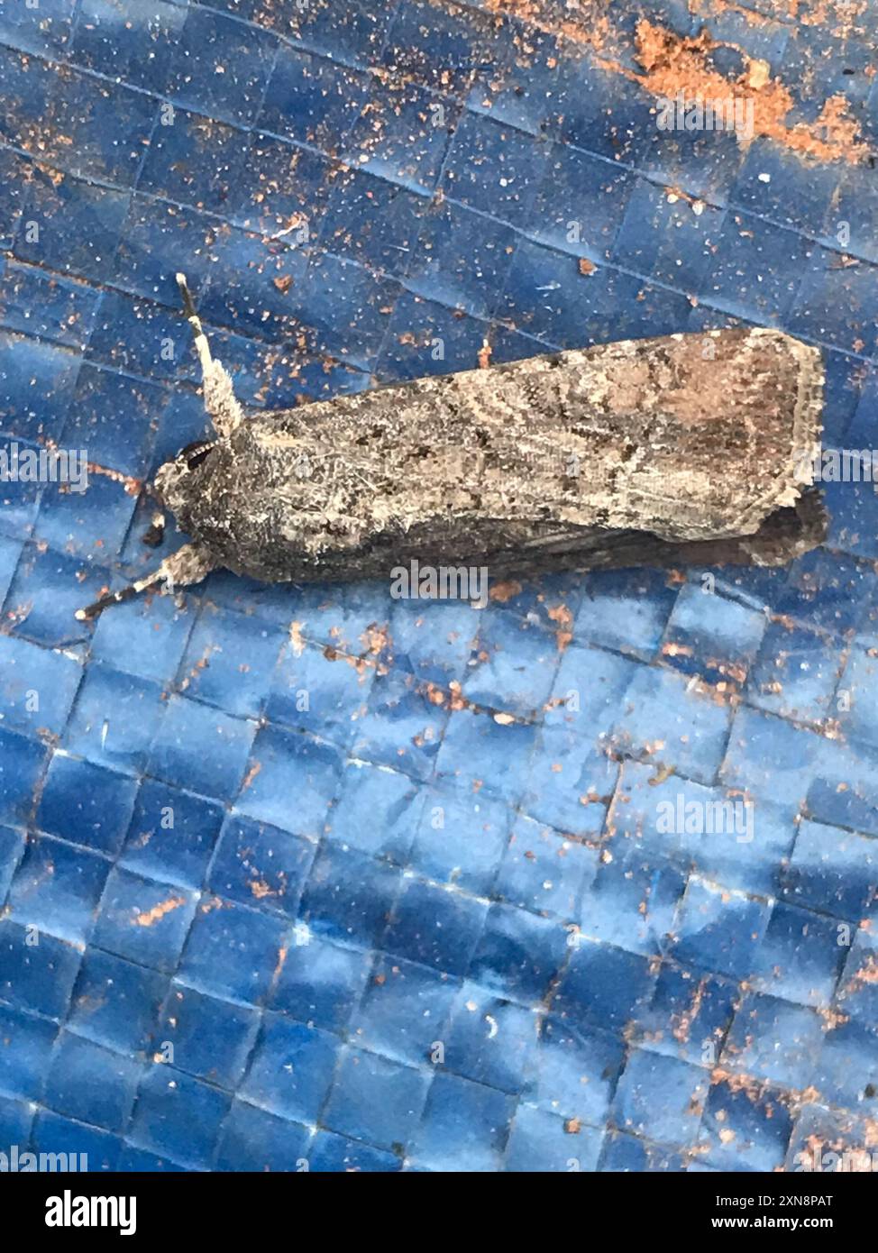 Cutworms and Dart Moths (Noctuinae) Insecta Stock Photo - Alamy