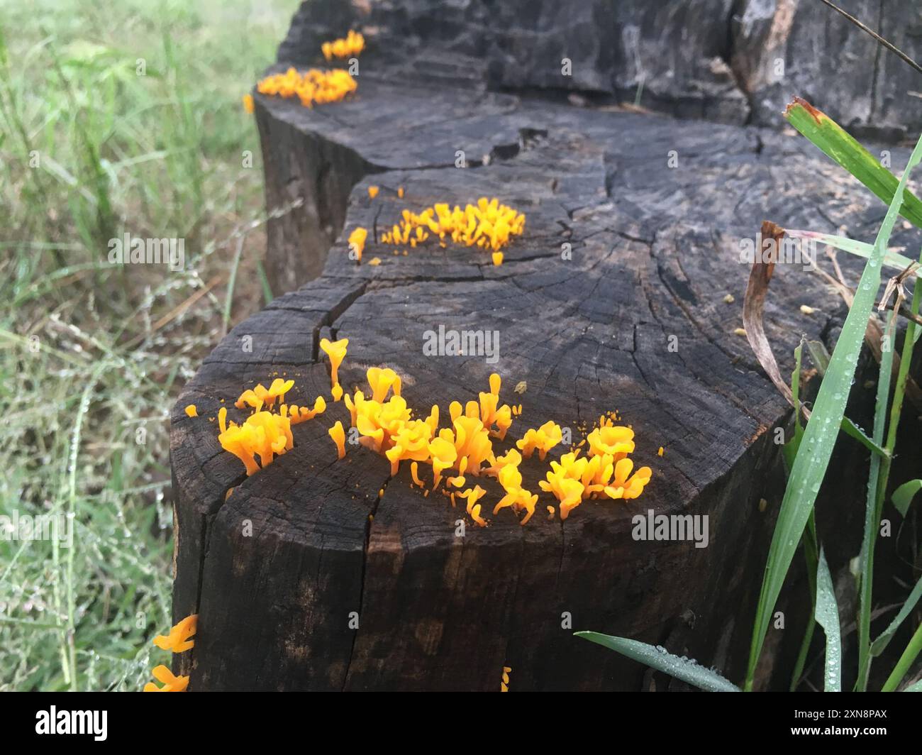 Fan shaped jelly fungi hi-res stock photography and images - Alamy