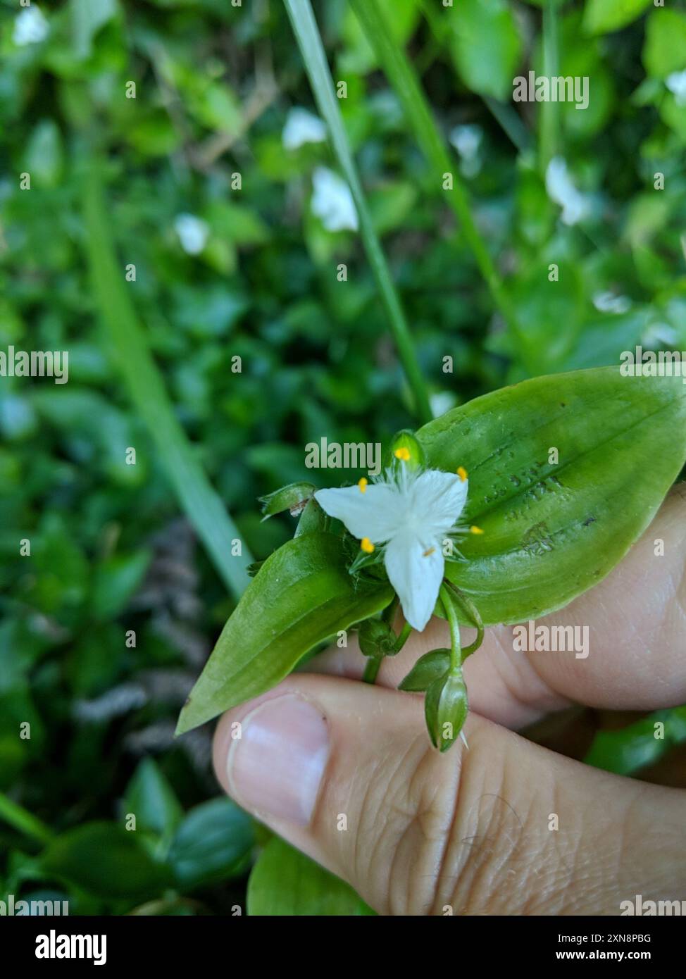 small-leaf spiderwort (Tradescantia fluminensis) Plantae Stock Photo ...
