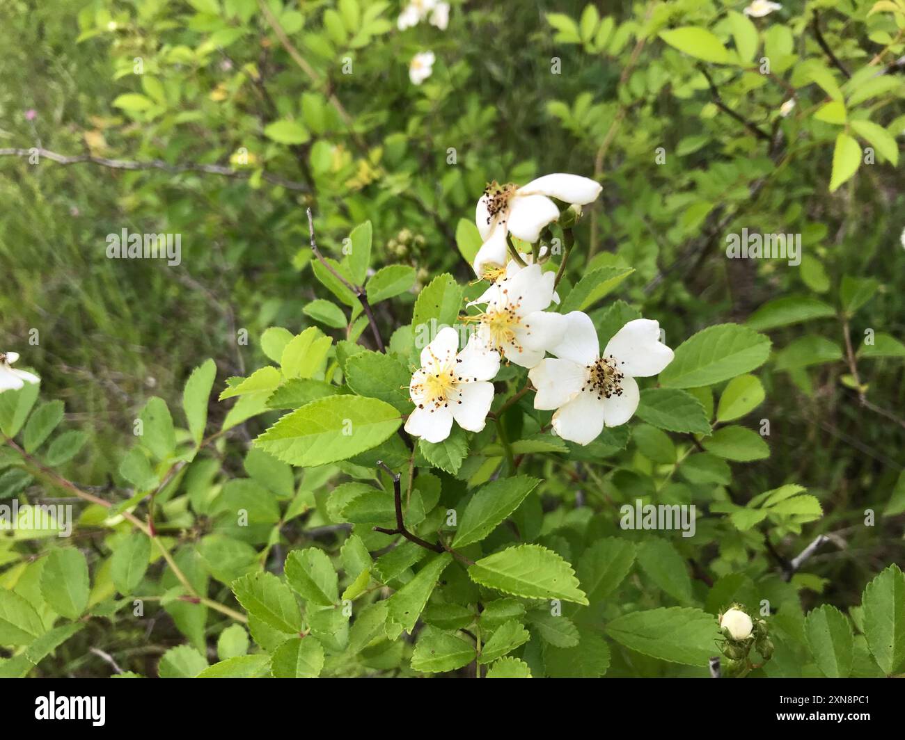 multiflora rose (Rosa multiflora) Plantae Stock Photo - Alamy