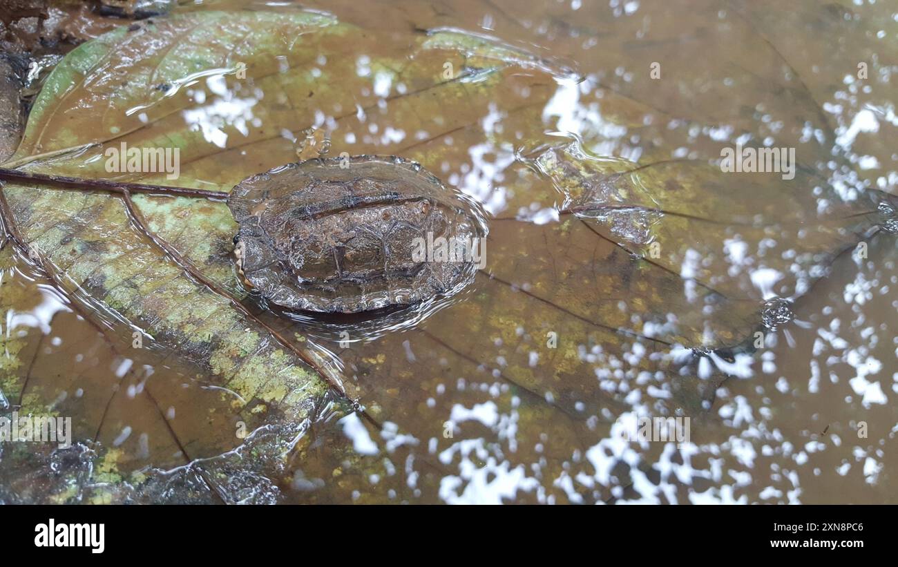 Black River Turtle (Rhinoclemmys funerea) Reptilia Stock Photo - Alamy