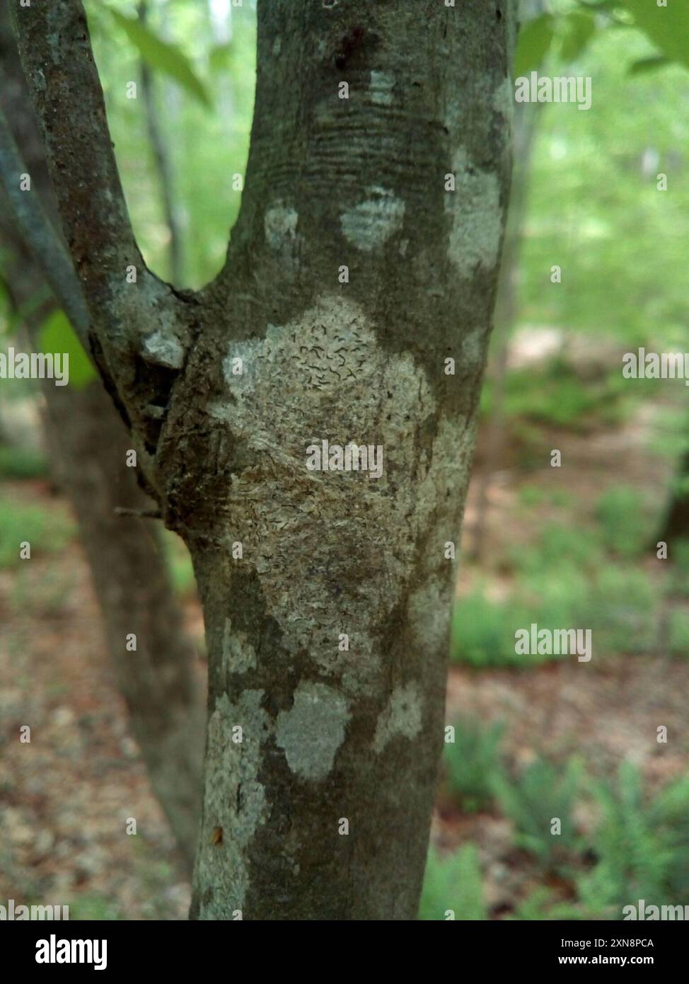 Common Script Lichen (Graphis scripta) Fungi Stock Photo - Alamy