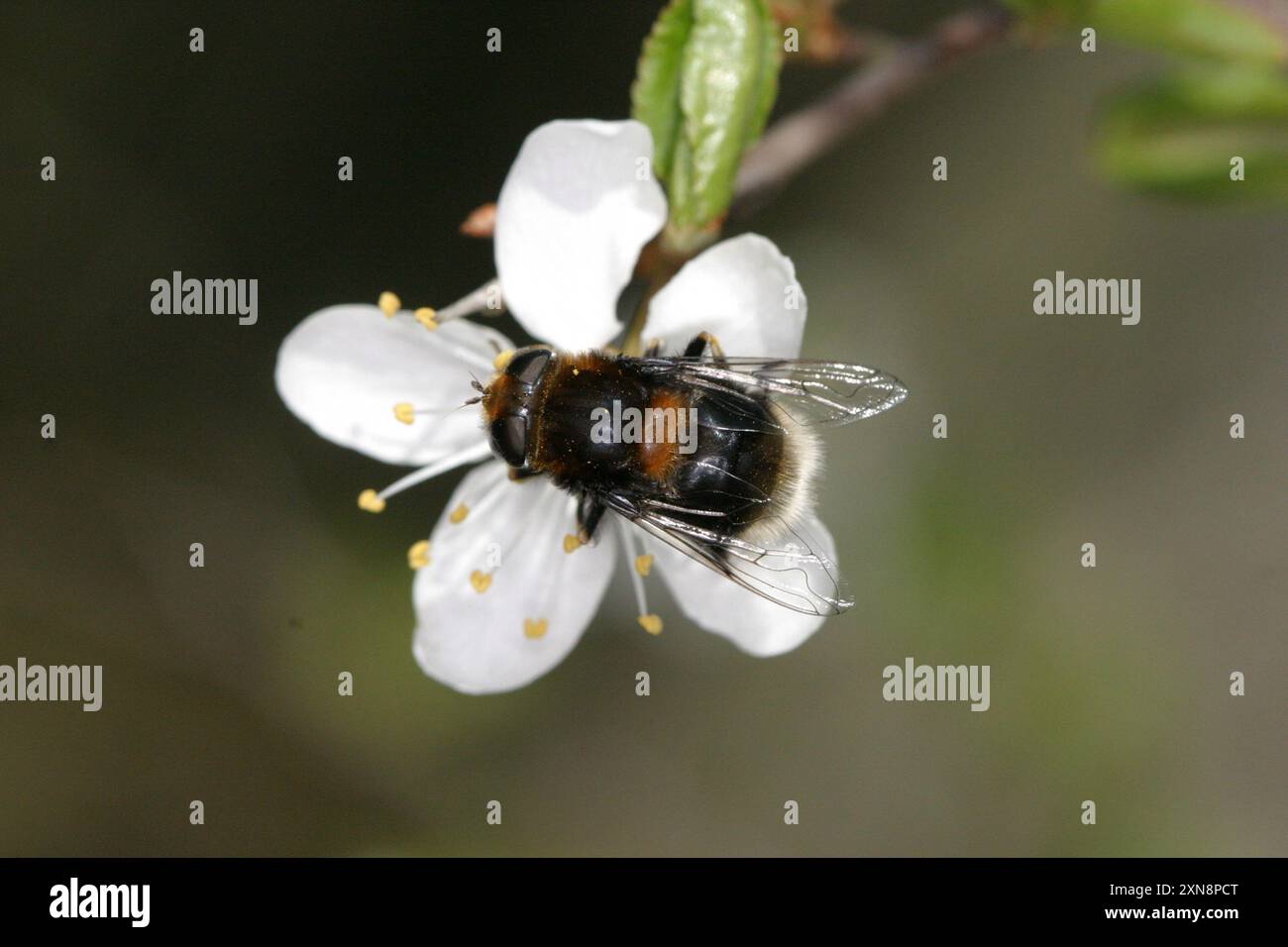 Furry Dronefly (Eristalis intricaria) Insecta Stock Photo - Alamy