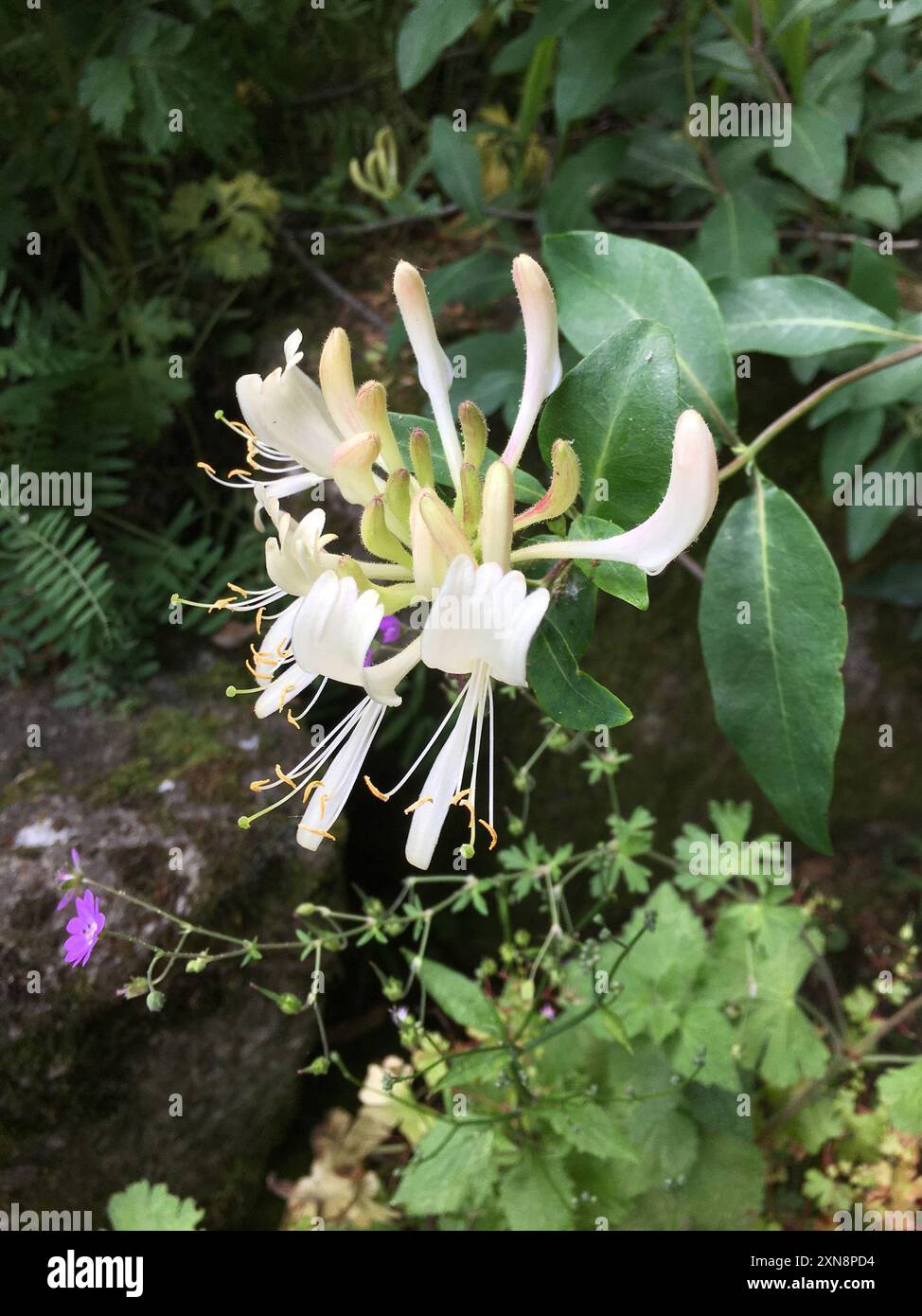 Common Honeysuckle (Lonicera periclymenum) Plantae Stock Photo - Alamy
