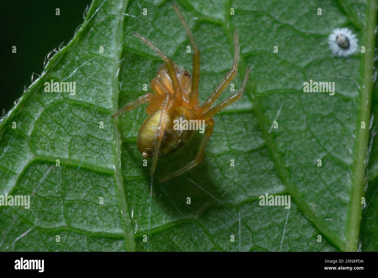 Arabesque Orbweaver (Neoscona arabesca) Arachnida Stock Photo - Alamy