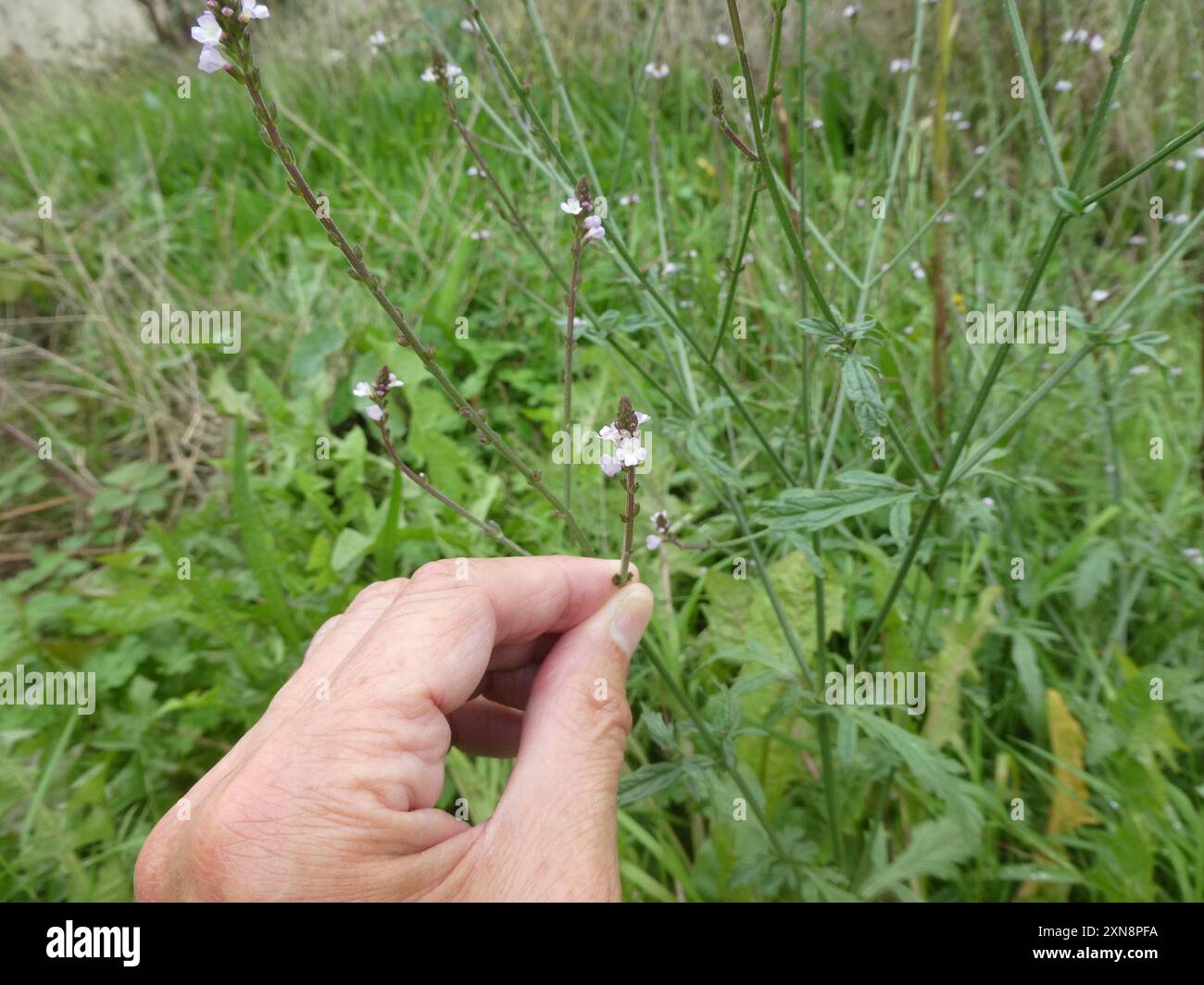 Common vervain (Verbena officinalis) Plantae Stock Photo - Alamy