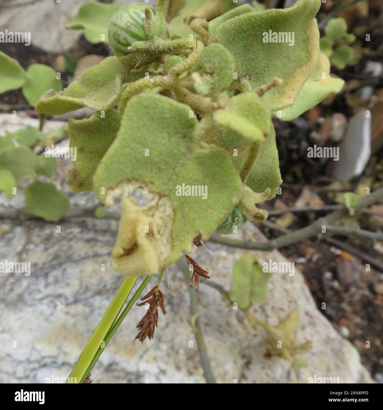 Common Snake-apple (Solanum tomentosum) Plantae Stock Photo - Alamy