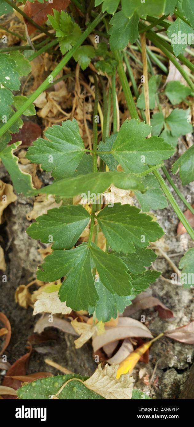 Celery (Apium graveolens) Plantae Stock Photo - Alamy