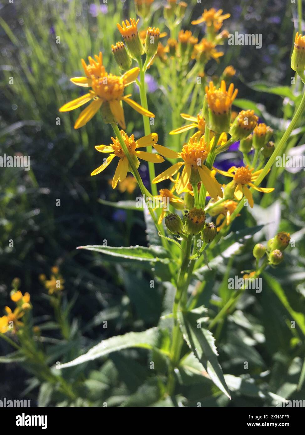 Arrowleaf Senecio (Senecio triangularis) Plantae Stock Photo - Alamy