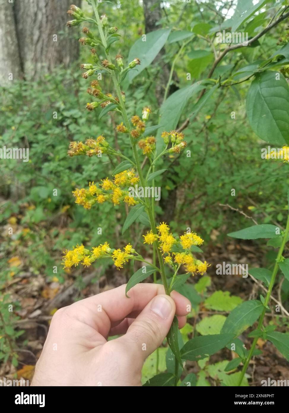 Swamp Goldenrod (Solidago patula) Plantae Stock Photo - Alamy