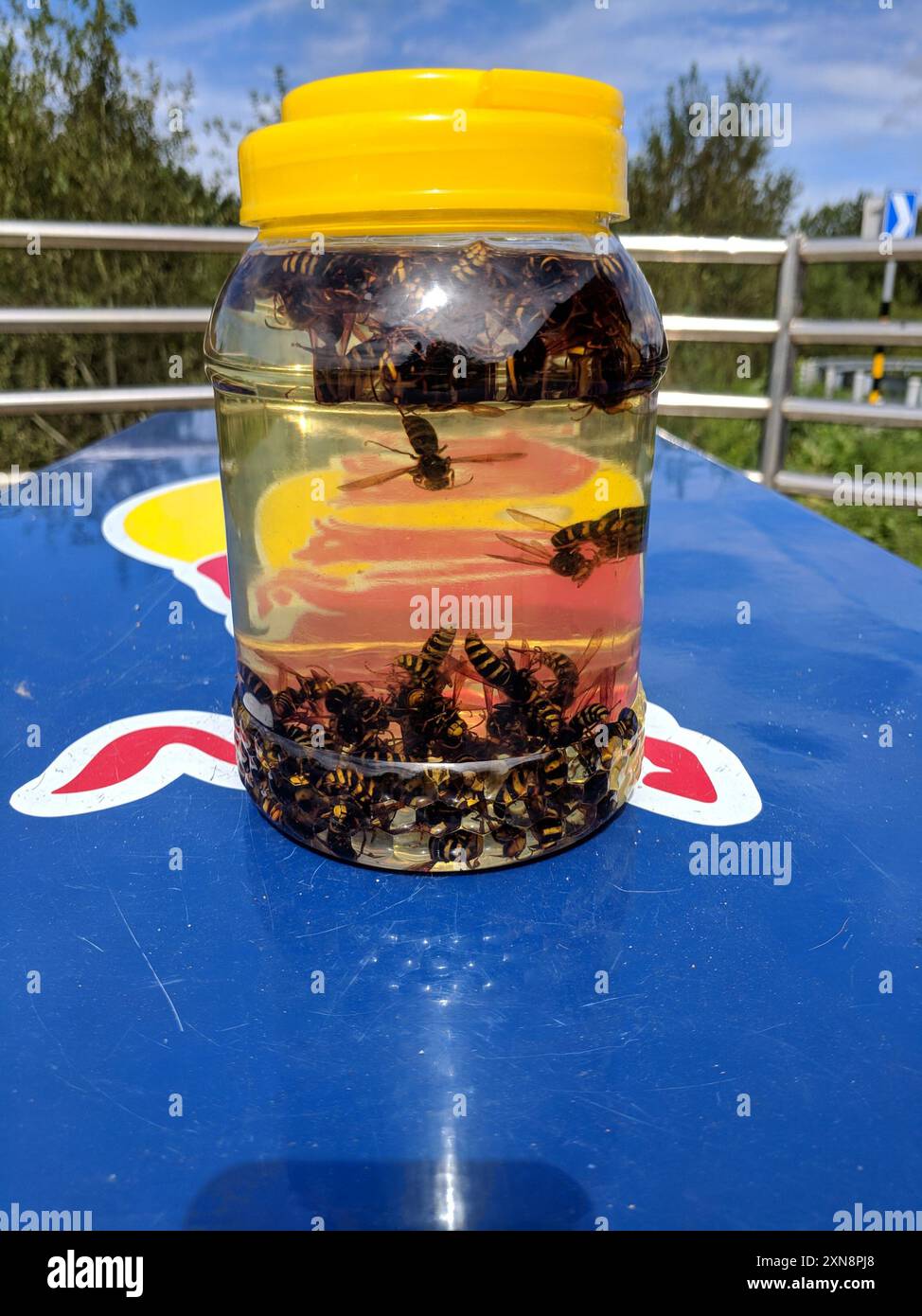 Hairy Yellow Hornet (Vespa simillima simillima) Insecta Stock Photo - Alamy