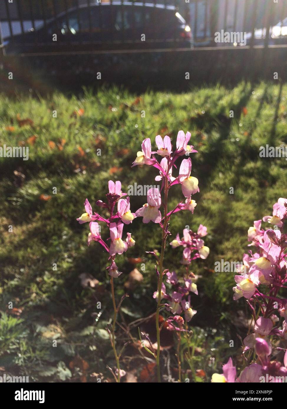 Annual Toadflax (Linaria maroccana) Plantae Stock Photo - Alamy