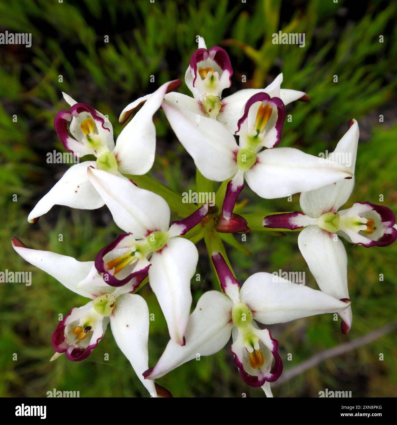 Blacktrim Disa (Disa bivalvata) Plantae Stock Photo - Alamy