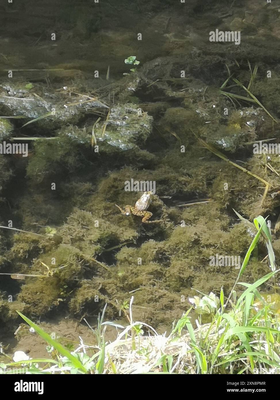 Water Frogs (Pelophylax) Amphibia Stock Photo - Alamy