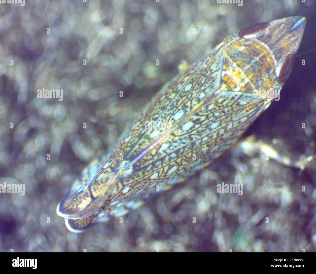 Sharp-nosed Leafhopper (Scaphytopius acutus) Insecta Stock Photo - Alamy