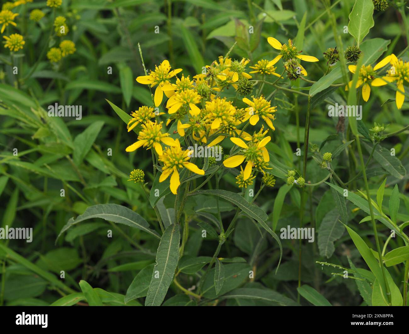 Wingstem (Verbesina alternifolia) Plantae Stock Photo - Alamy