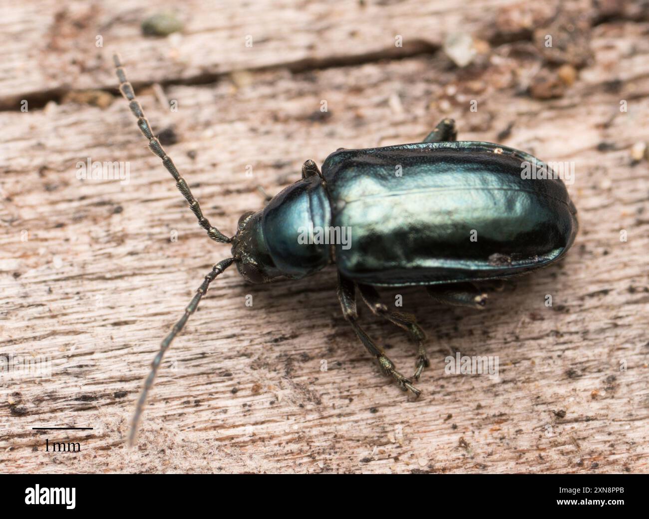(Altica bimarginata) Insecta Stock Photo - Alamy