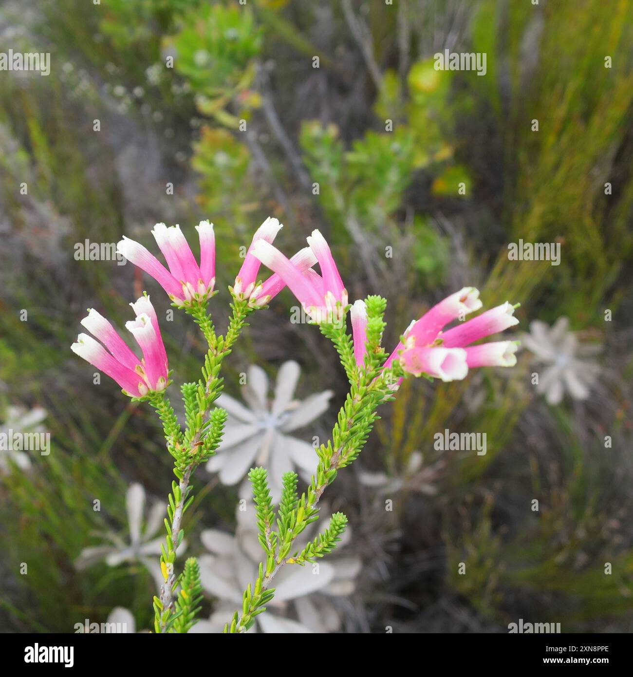 Erica versicolor hi-res stock photography and images - Alamy