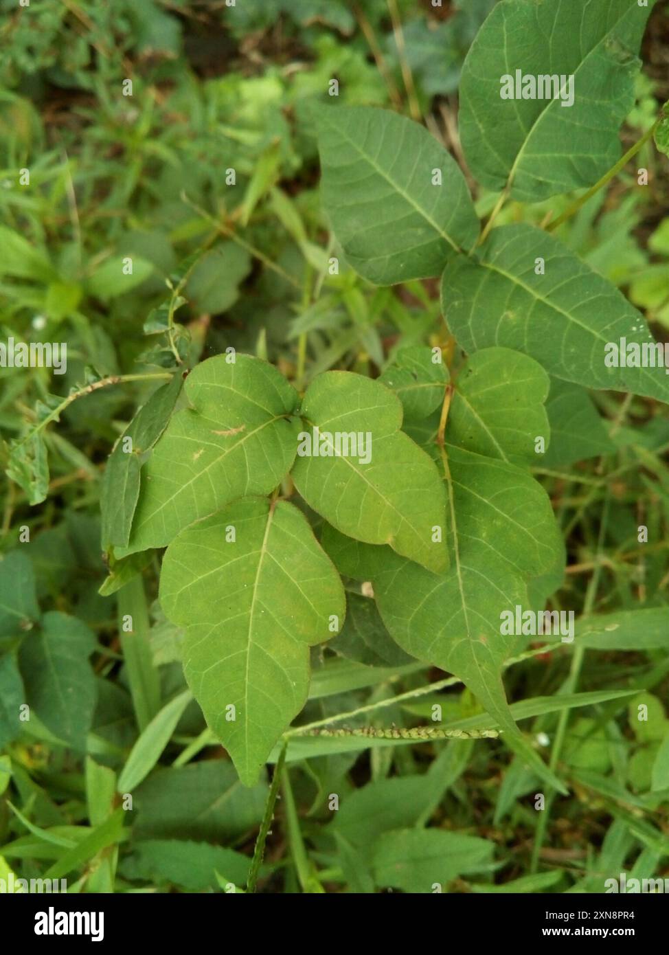 eastern poison ivy (Toxicodendron radicans) Plantae Stock Photo - Alamy