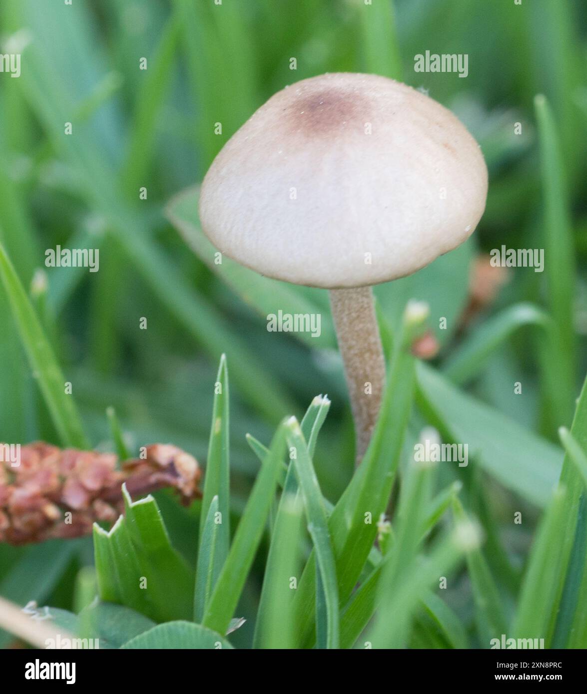 Mower's Mushroom (Panaeolus foenisecii) Fungi Stock Photo - Alamy