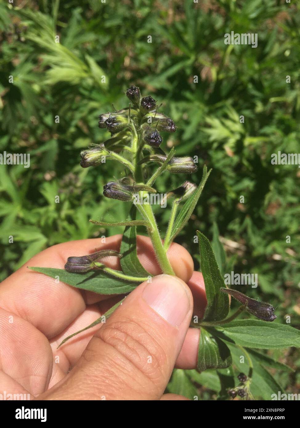Subalpine Larkspur (Delphinium barbeyi) Plantae Stock Photo - Alamy