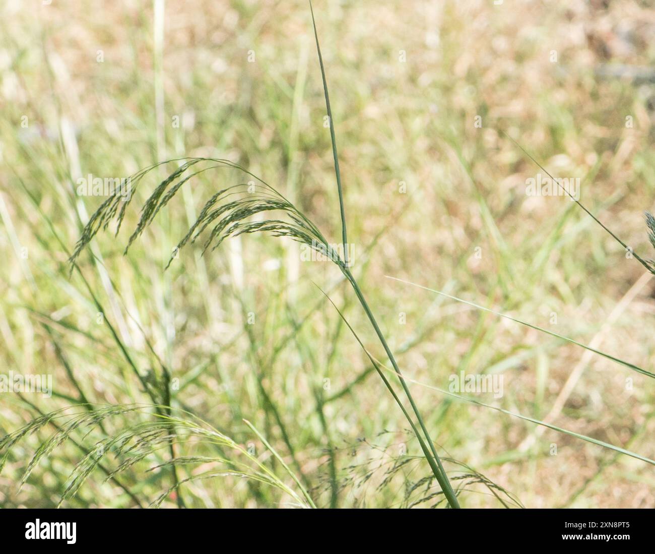 Smilo Grass (Oloptum miliaceum) Plantae Stock Photo - Alamy