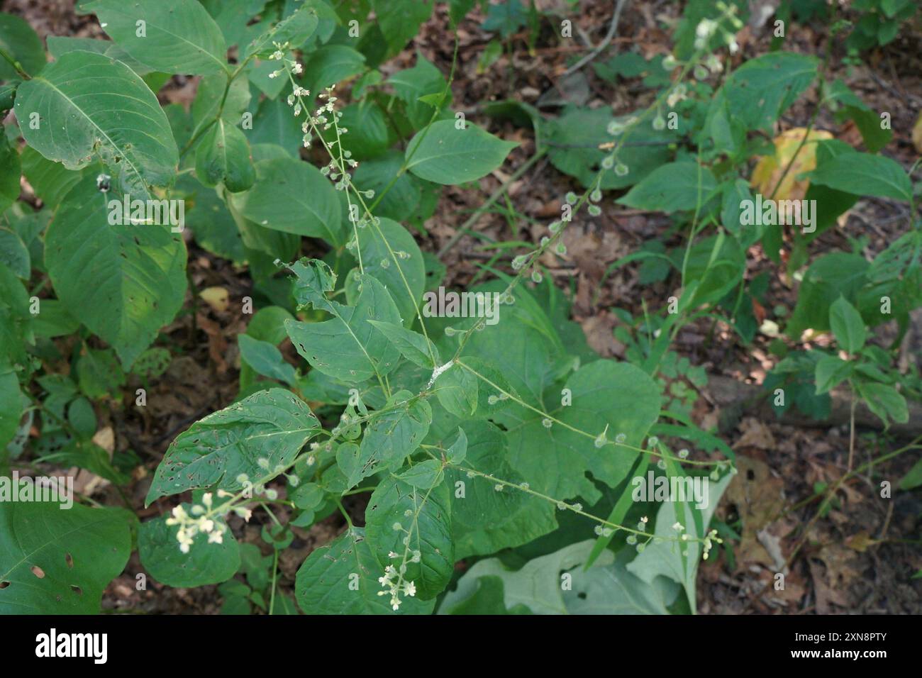 broadleaf enchanter's nightshade (Circaea canadensis) Plantae Stock ...