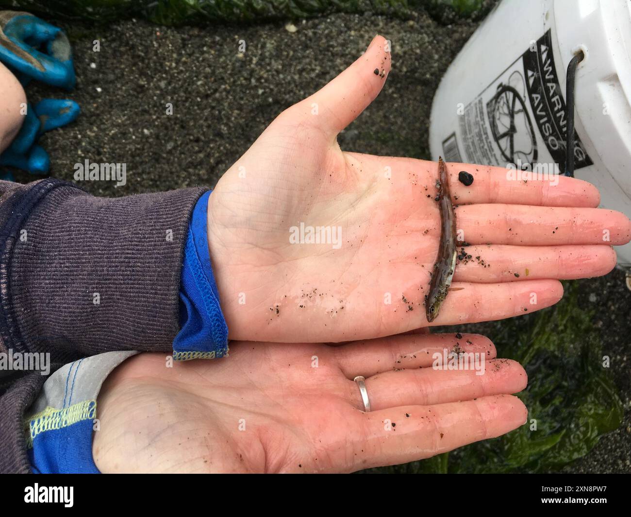 Snake prickleback hi-res stock photography and images - Alamy
