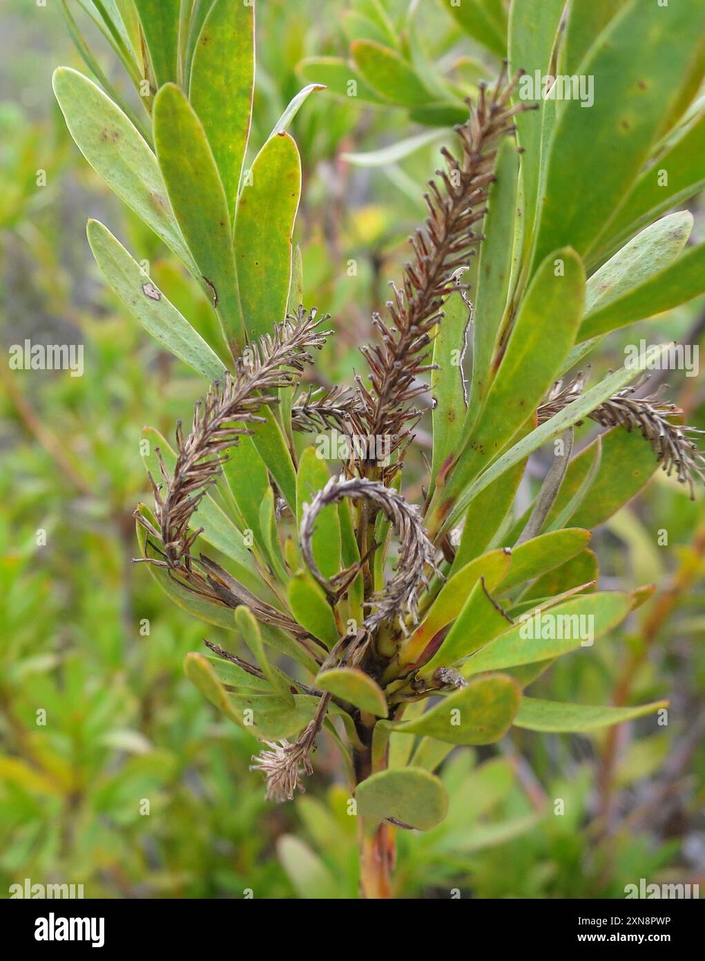 Broadleaf Featherbush (Aulax umbellata) Plantae Stock Photo - Alamy