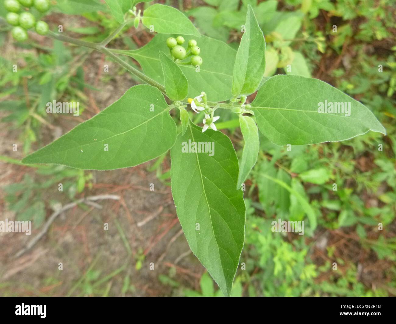 American black nightshade (Solanum americanum) Plantae Stock Photo - Alamy
