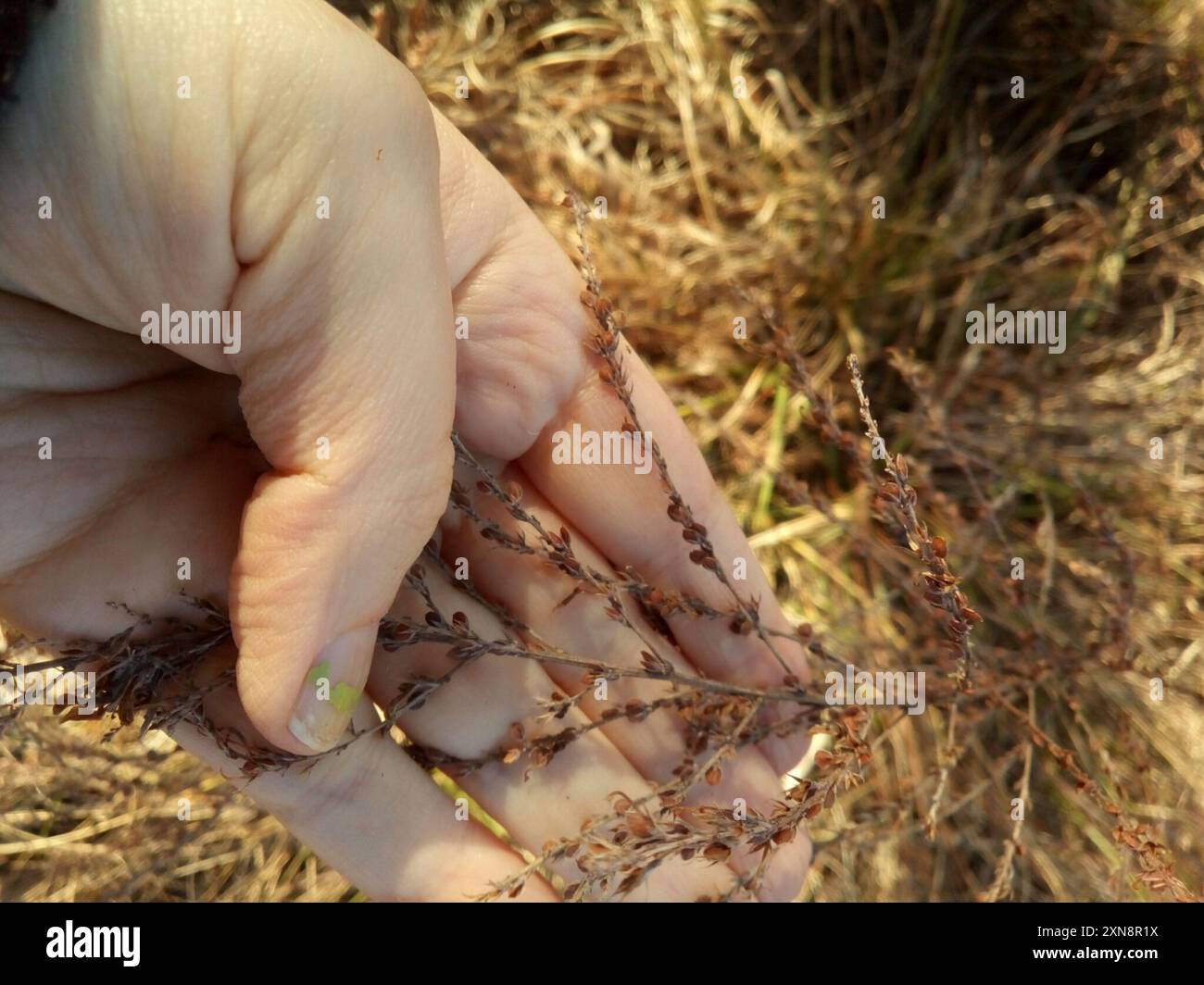 grasses, sedges, cattails, and allies (Poales) Plantae Stock Photo - Alamy
