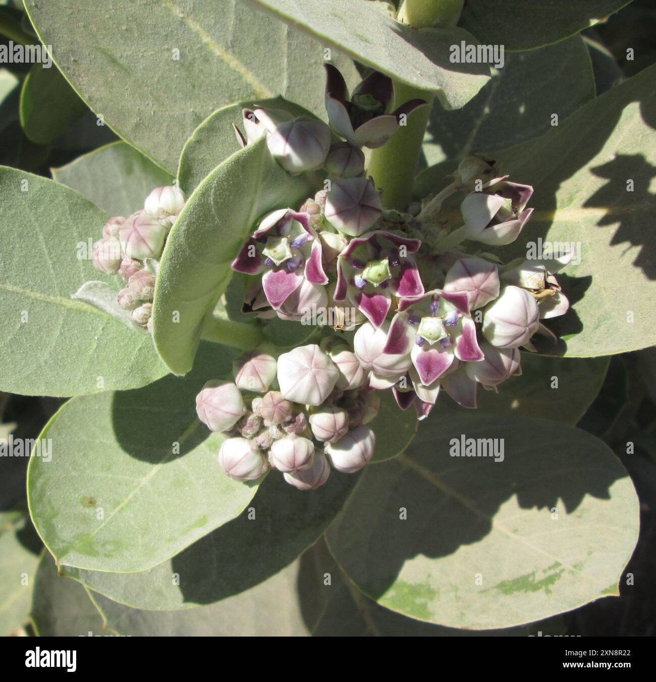 giant milkweed (Calotropis procera) Plantae Stock Photo - Alamy