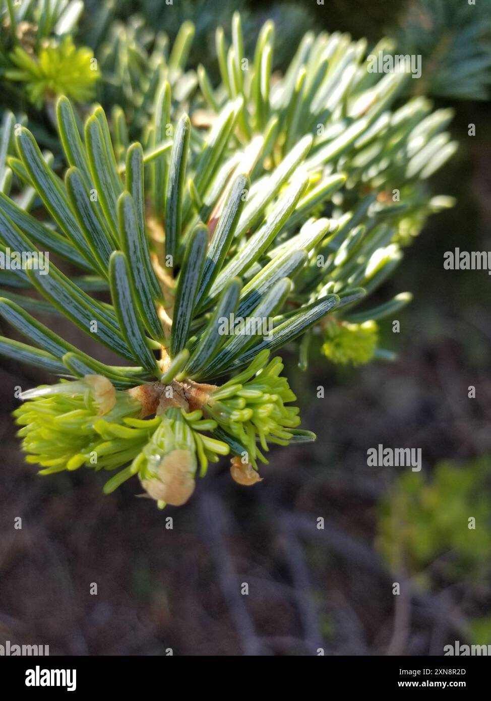 white fir (Abies concolor) Plantae Stock Photo - Alamy